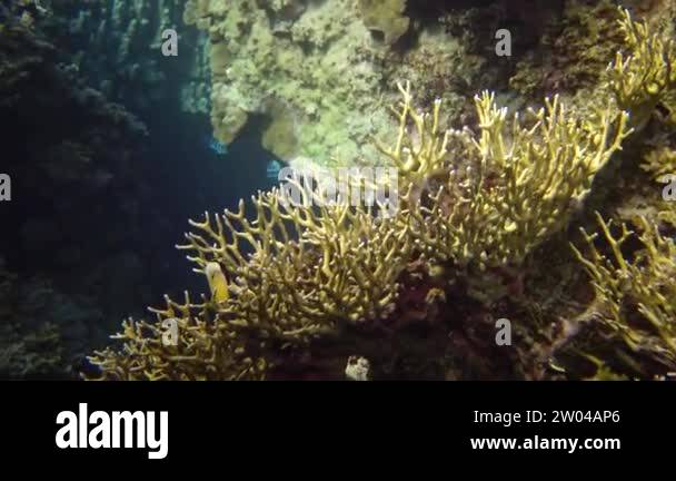 Coral reef, different types of coral and tropical fish. Nature of the ...