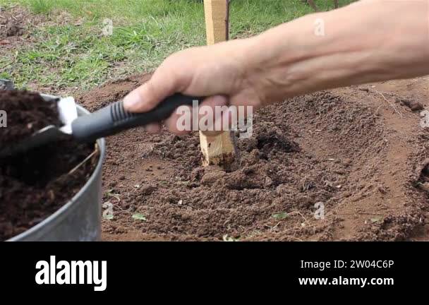 Farmer tied to a support tree sapling and fertilized with compost ...