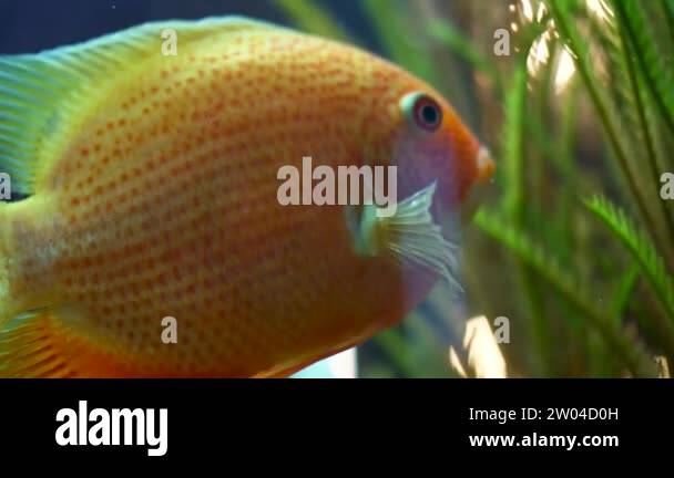 Side view of unique goldfish swimming near green plant in the aquarium ...