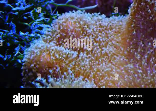 Symbiosis with fish, tentacles of large sea anemone in a marine ...