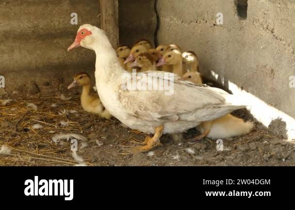 Ducklings care Stock Videos & Footage - HD and 4K Video Clips - Alamy
