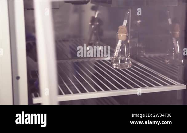 Laboratory employee puts in refrigerator, greenhouse, metal box with ...