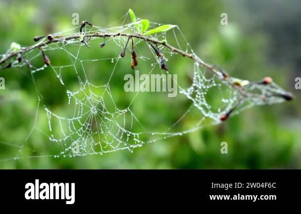 Dew on spider Stock Videos & Footage - HD and 4K Video Clips - Alamy