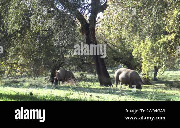 4K Black Iberian Pigs To Pass Through The Oak Trees in the Dehesa of ...