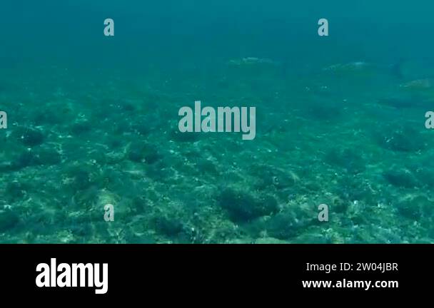 The flathead grey mullet, flathead mullet, striped mullet, black mullet ...