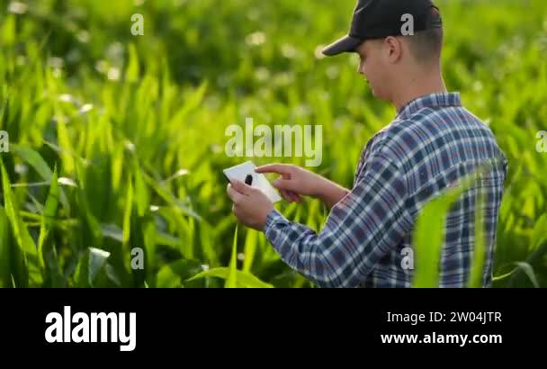 Middle plan side view: Male farmer with tablet computer inspecting ...