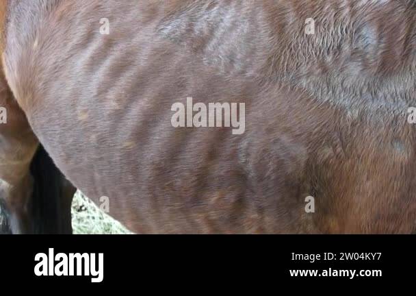 Starvation, Hunger, Poverty Stock Video Footage - Alamy