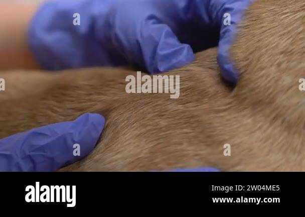 Pet insects Stock Videos & Footage - HD and 4K Video Clips - Alamy