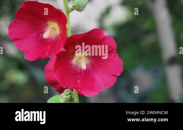 Stamen flower Stock Videos & Footage - HD and 4K Video Clips - Alamy