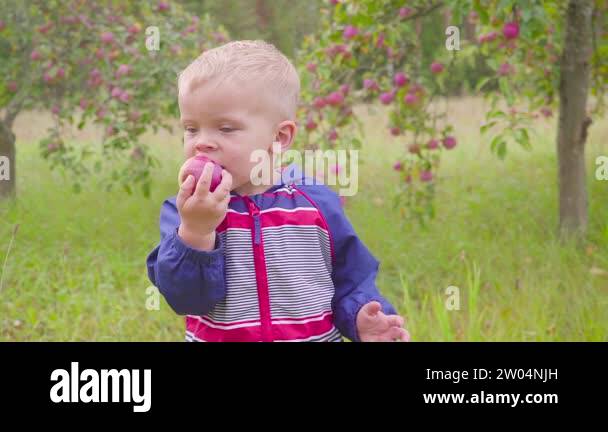 Adorable little preschool kid boy eating red apple on organic farm ...