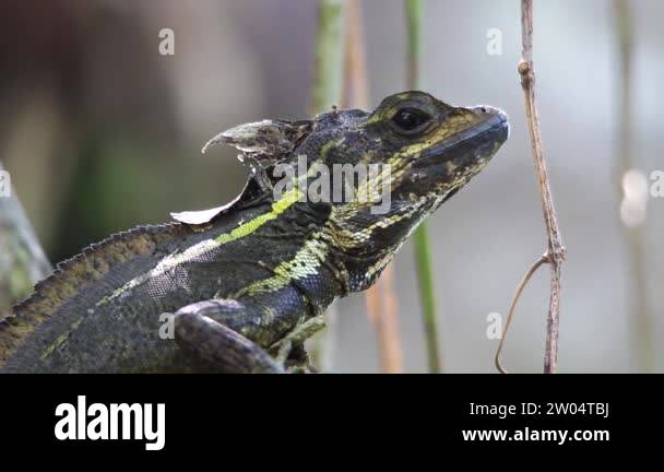 Basilisk head Stock Videos & Footage - HD and 4K Video Clips - Alamy