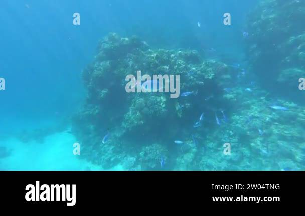 The fauna of the Red Sea. Many fish swim over a coral reef. Dynamic ...