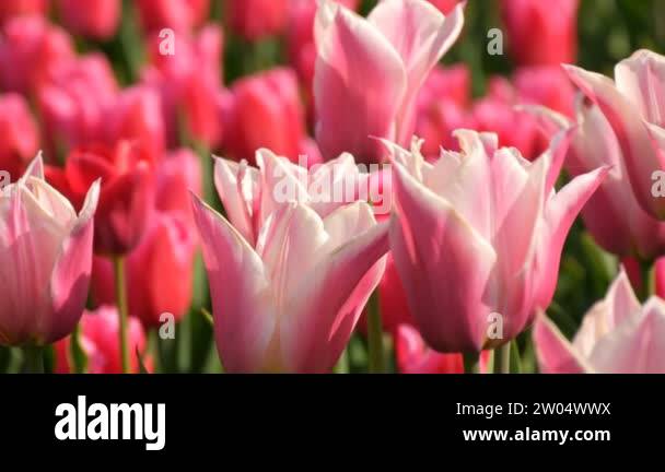 Beautiful mix of bright pink and white tulips in the world famous royal ...