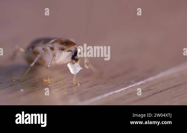 extreme close up shot on brown roach eating small piece of food ...