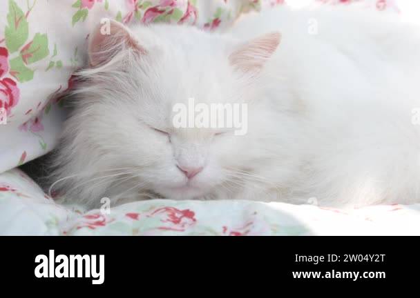 White long haired ragdoll cat Stock Videos & Footage - HD and 4K Video ...