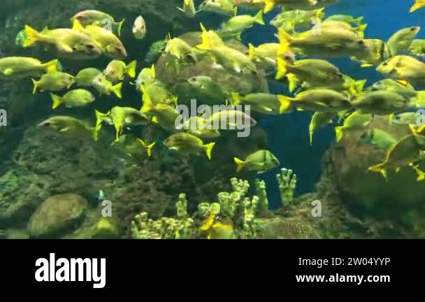 Big aquarium with lots of fishes swimming. Oceanarium with many ...