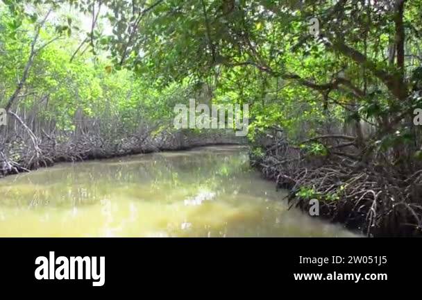Mangrove trees roots in tidal Stock Videos & Footage - HD and 4K Video ...