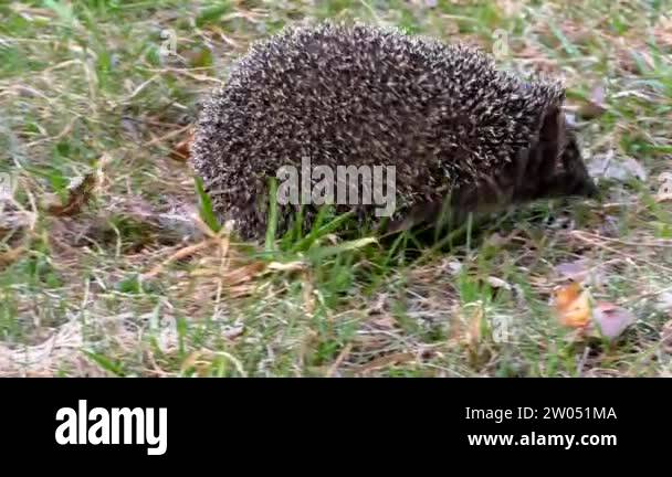 Native british animals Stock Videos & Footage - HD and 4K Video Clips ...