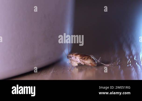 extreme close up shot on brown roach eating small piece of food ...