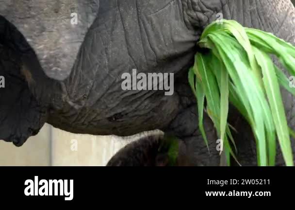 Elephant without tusk is eating grass. Close up of an asiatic elephant ...