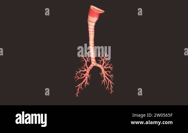 The trachea Stock Videos & Footage - HD and 4K Video Clips - Alamy