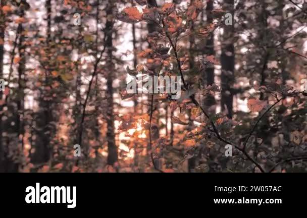 Drifting autumn sun behind Stock Videos & Footage - HD and 4K Video ...