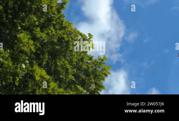 Green Maple Tree Moving On Wind Against Blue Sky With Clouds Flying ...