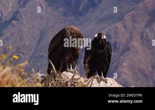 Andean condors vultur gryphus Stock Videos & Footage - HD and 4K Video ...