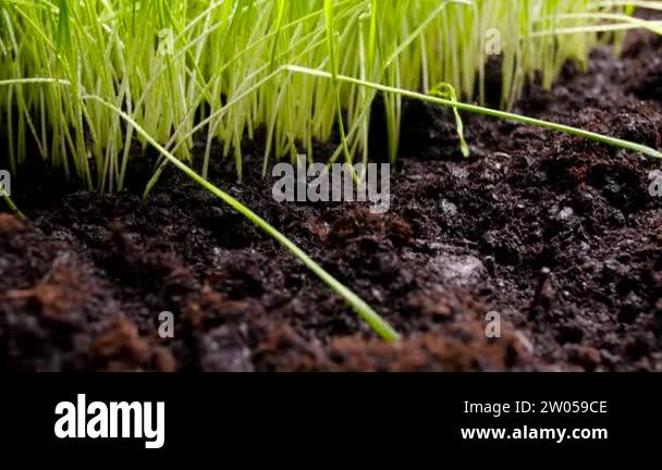 Green fertile land Stock Videos & Footage - HD and 4K Video Clips - Alamy