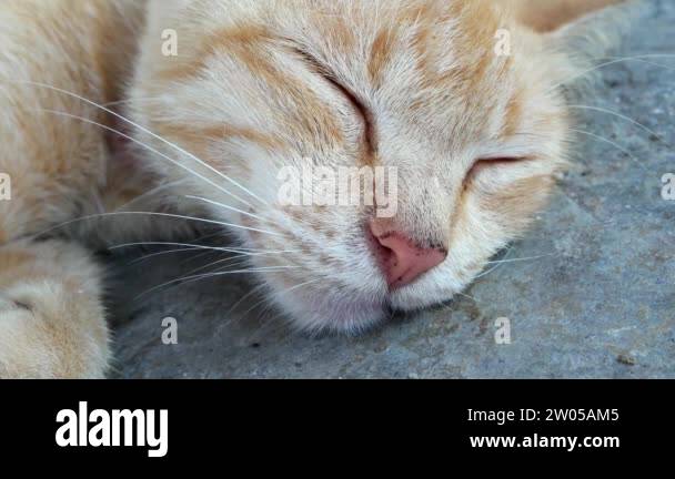 Cat eye model Stock Videos & Footage - HD and 4K Video Clips - Alamy