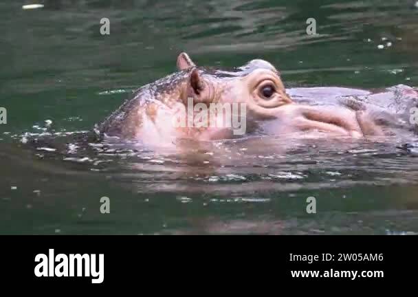 A common hippopotamus sticking out its head from freshwater lake. Wild ...