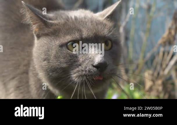 Angry cat face opens its mouth. An angry feline aggressive muzzle opens ...