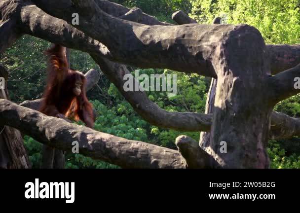 Slow Motion of adult bornean orangutan climbed up on the top of tree at ...