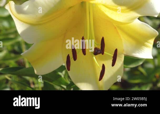 Lily flower lilium pistils pollen Stock Videos & Footage - HD and 4K ...