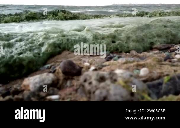 Ecological disaster in the Black Sea. The massive development of blue ...