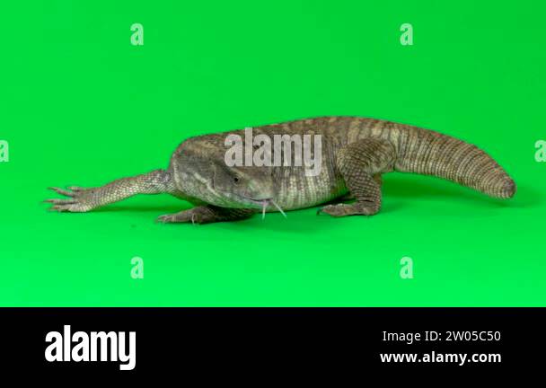 Bosc monitor lizard savannah monitor Stock Videos & Footage - HD and 4K ...