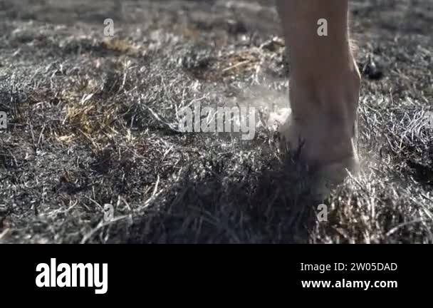 Man feet walking by burned forest, dangeroud drought weather, ash ...