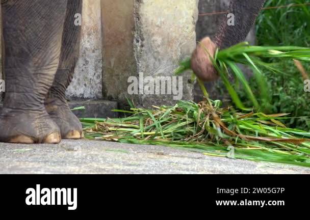 4K, Elephant without tusk is eating grass. Close up of an asiatic ...