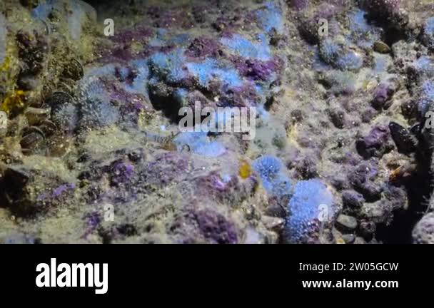 Different types of sea sponges in the fouling of pitfalls. Black Sea ...