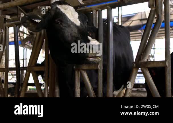 Slow Motion of milk cow feeding process on modern farm. Domestic ...