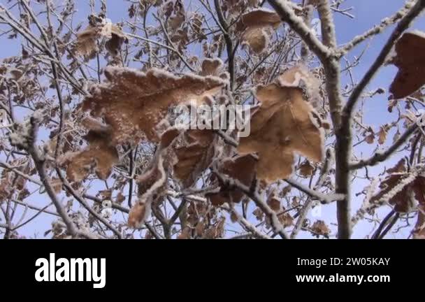 Rime tree Stock Videos & Footage - HD and 4K Video Clips - Alamy
