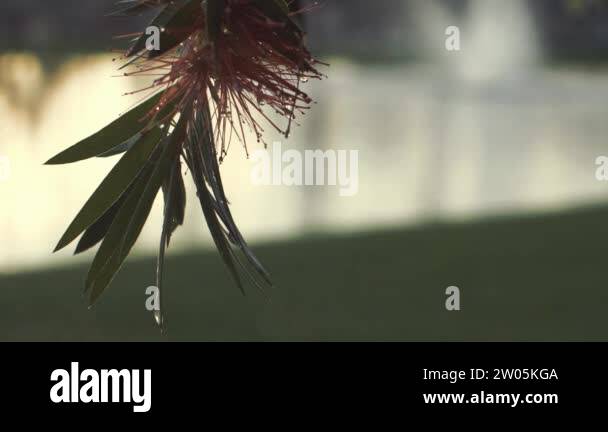 Gotas de gotas Stock Videos & Footage - HD and 4K Video Clips - Alamy