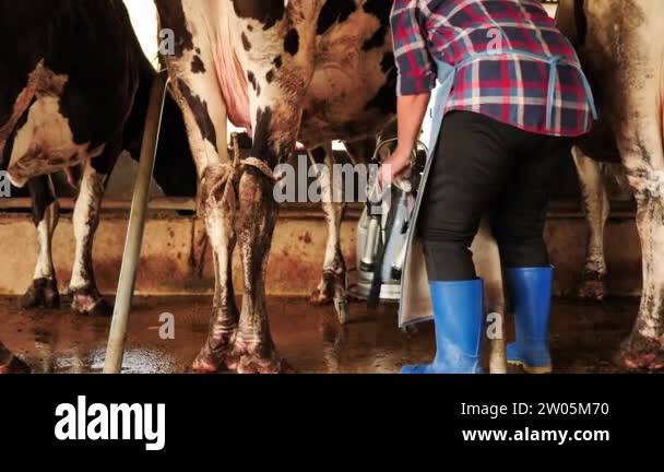 Farmer woman milking a cow with Milking Machine in farm. career ...