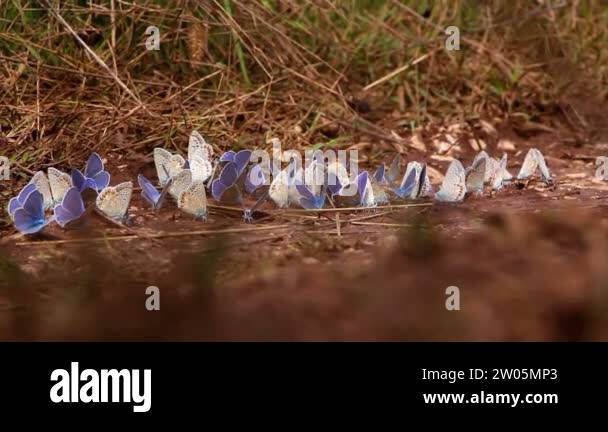 Shoe moth Stock Videos & Footage - HD and 4K Video Clips - Alamy