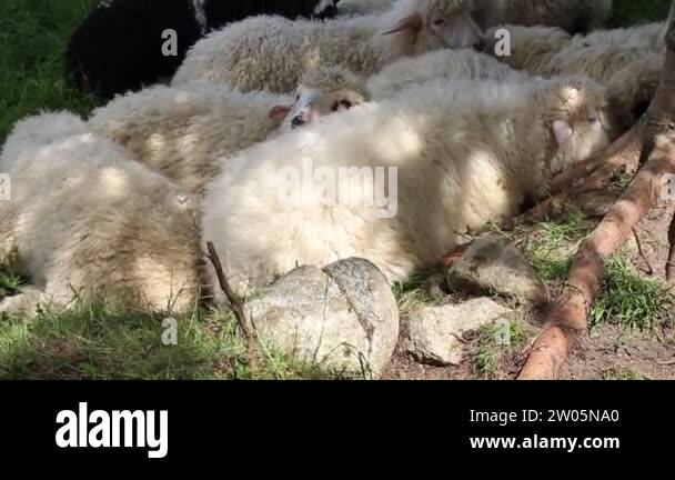 Growing livestock concept. Milk and sheep wool production. A flock of ...