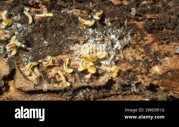 Caterpillars larvae bark beetle pest Ips typographus, spruce and bast ...