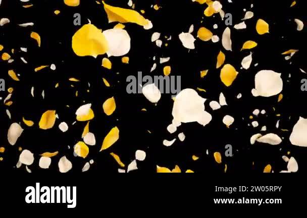 Yellow rose petals falling Stock Videos & Footage - HD and 4K Video ...