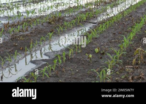 Rows of young green corn plants in field damaged in flood, zoom in ...