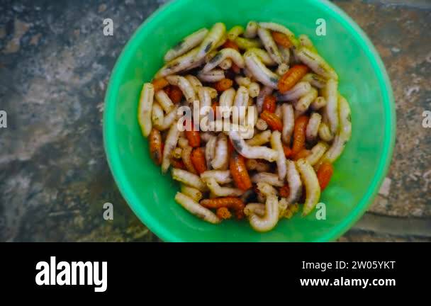 Little maggots Stock Videos & Footage - HD and 4K Video Clips - Alamy