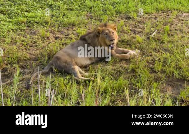 Lion Male Close-up in Natural African Habitat Breathing Heavily while ...